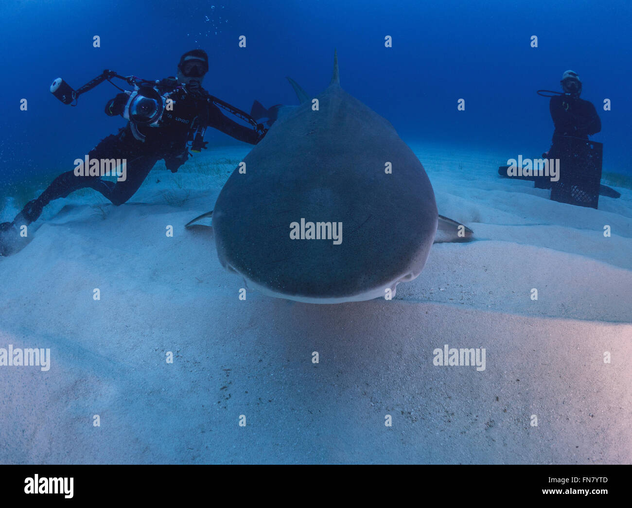 Scuba diving with Tiger Sharks Stock Photo - Alamy