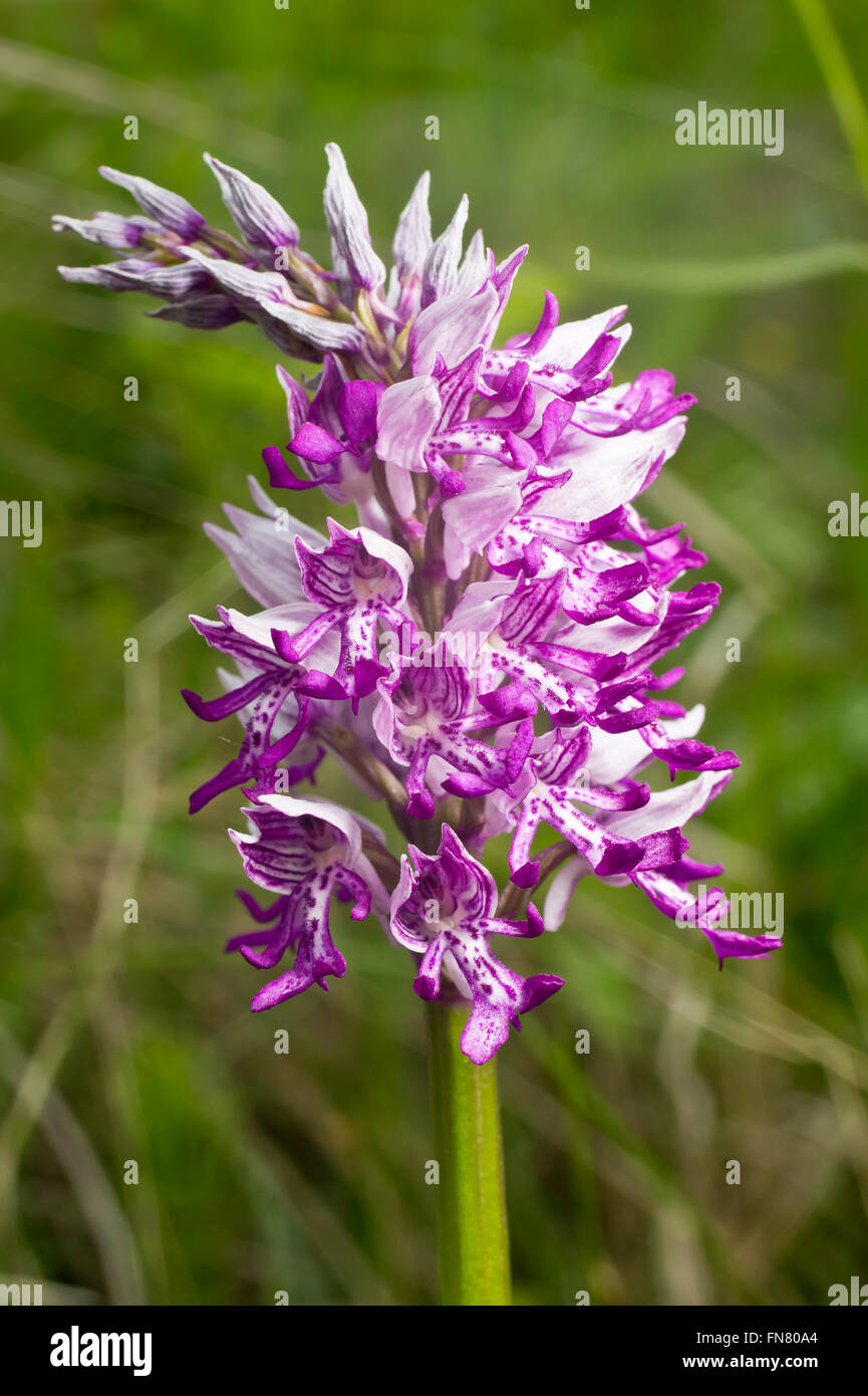 Military orchid plant purple blossom - Orchis militaris. Beautiful ...