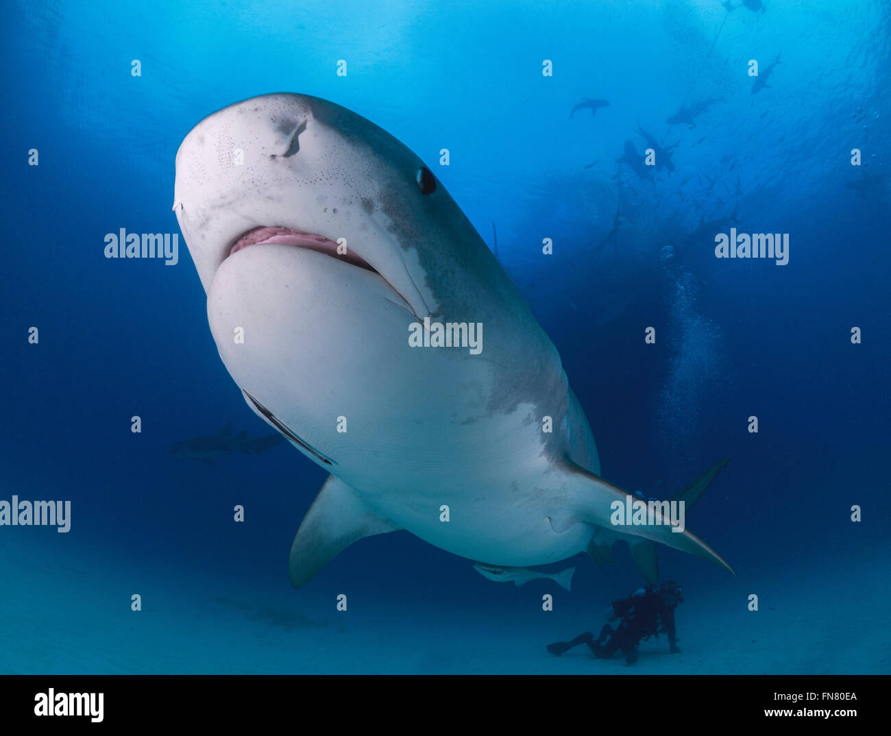 Scuba diving with Tiger Sharks Stock Photo - Alamy