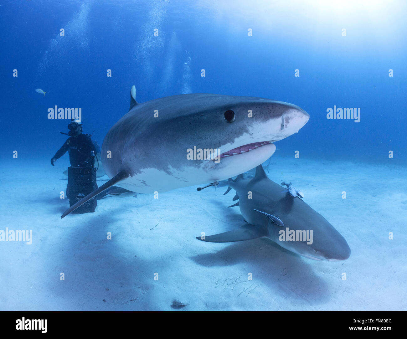 Scuba diving with Tiger Sharks Stock Photo - Alamy