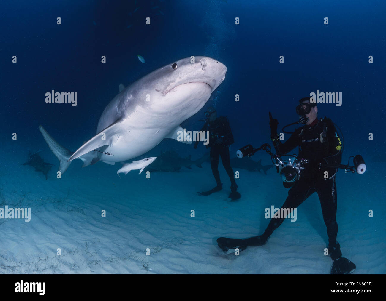 Scuba diving with Tiger Sharks Stock Photo - Alamy