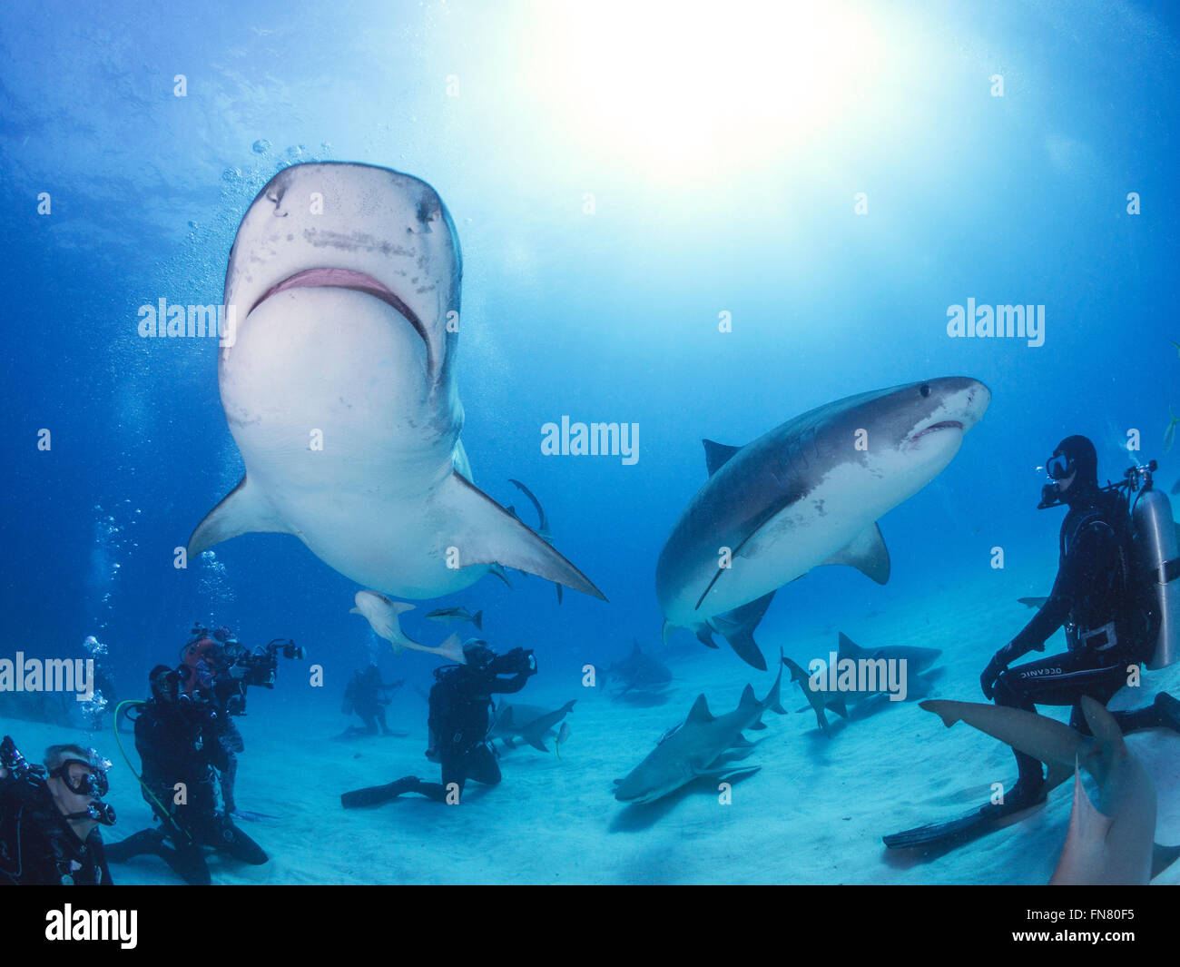 Scuba diving with Tiger Sharks Stock Photo - Alamy