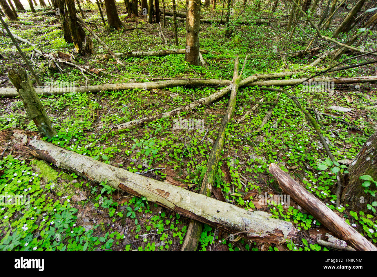 Old forest and common wood sorrel - Oxalis acetosella Stock Photo - Alamy