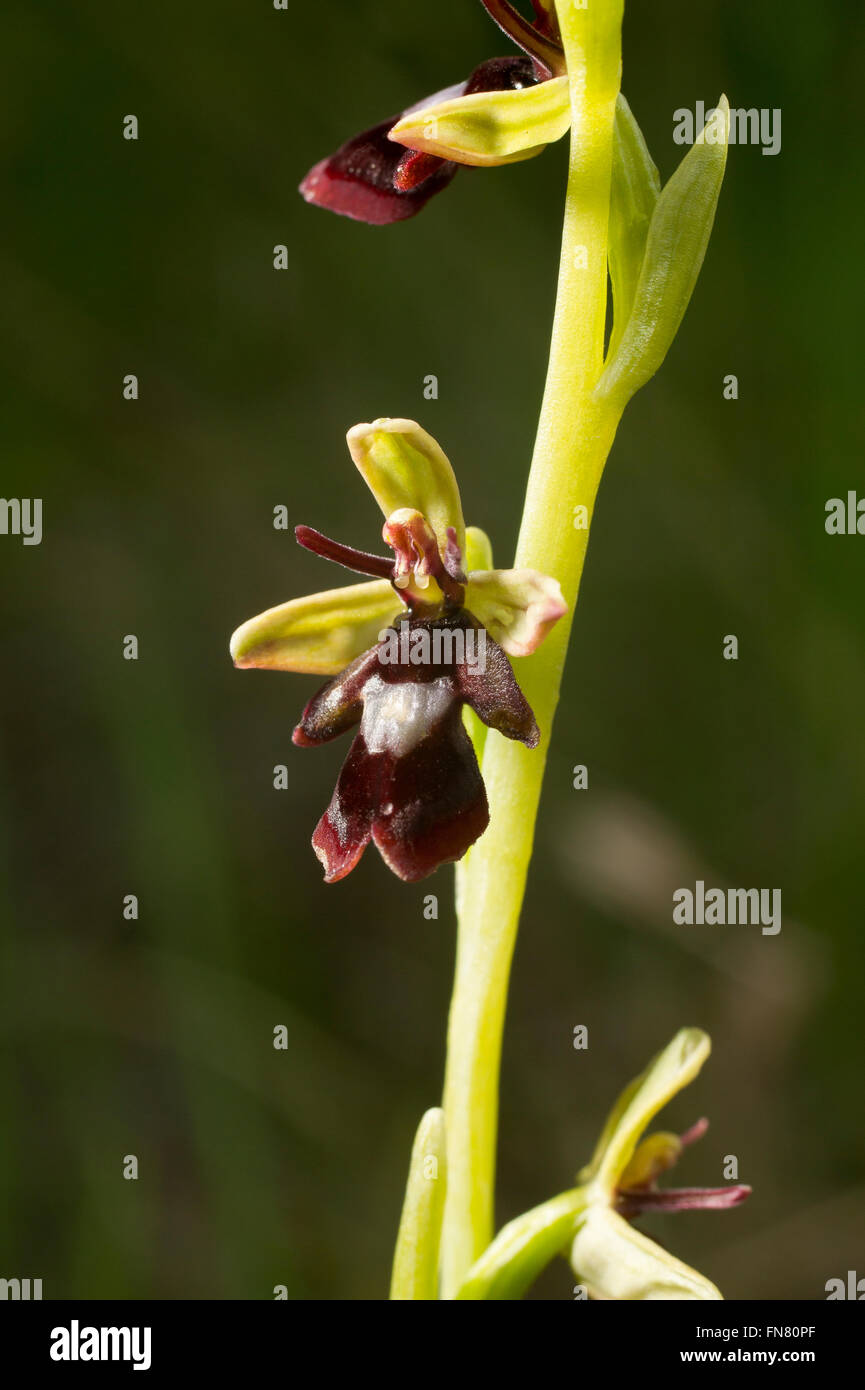 Fly orchid ophrys insectifera in bloom hi-res stock photography and ...