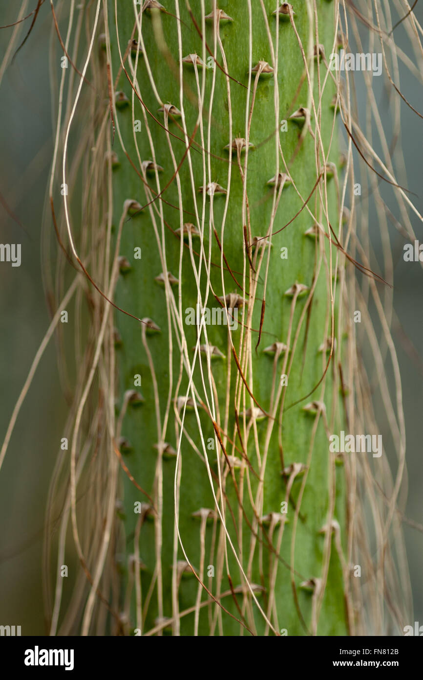 Green cactus plant with long thorns close up Stock Photo - Alamy