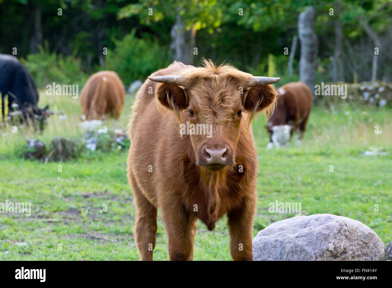 Portrait of a brown cow Stock Photo - Alamy