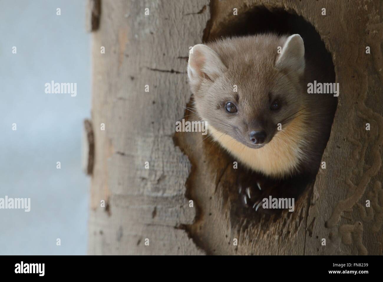 Echte marder hi-res stock photography and images - Alamy