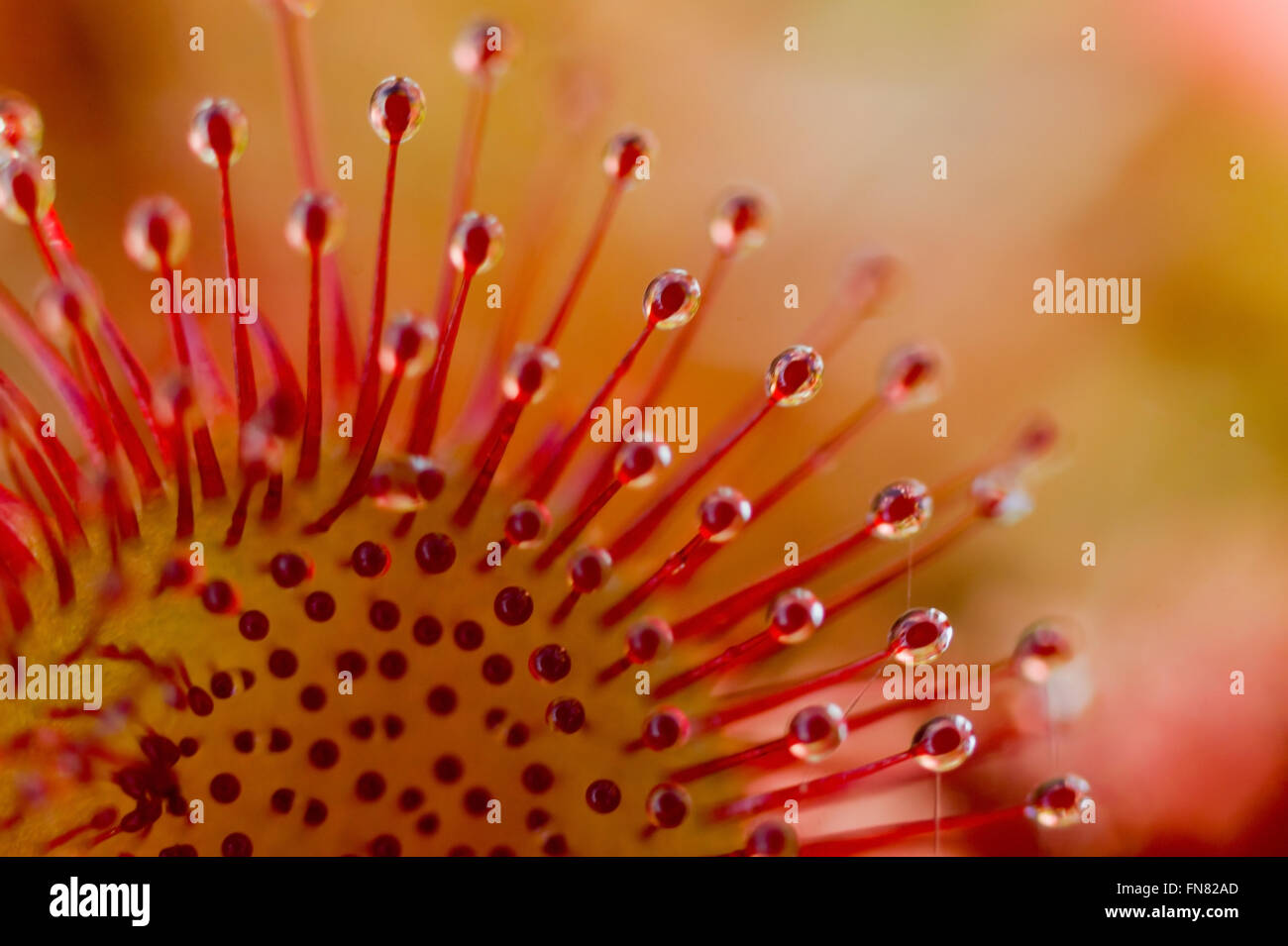 Drosera rotundifolia - round-leaved sundew or common sundew Stock Photo ...