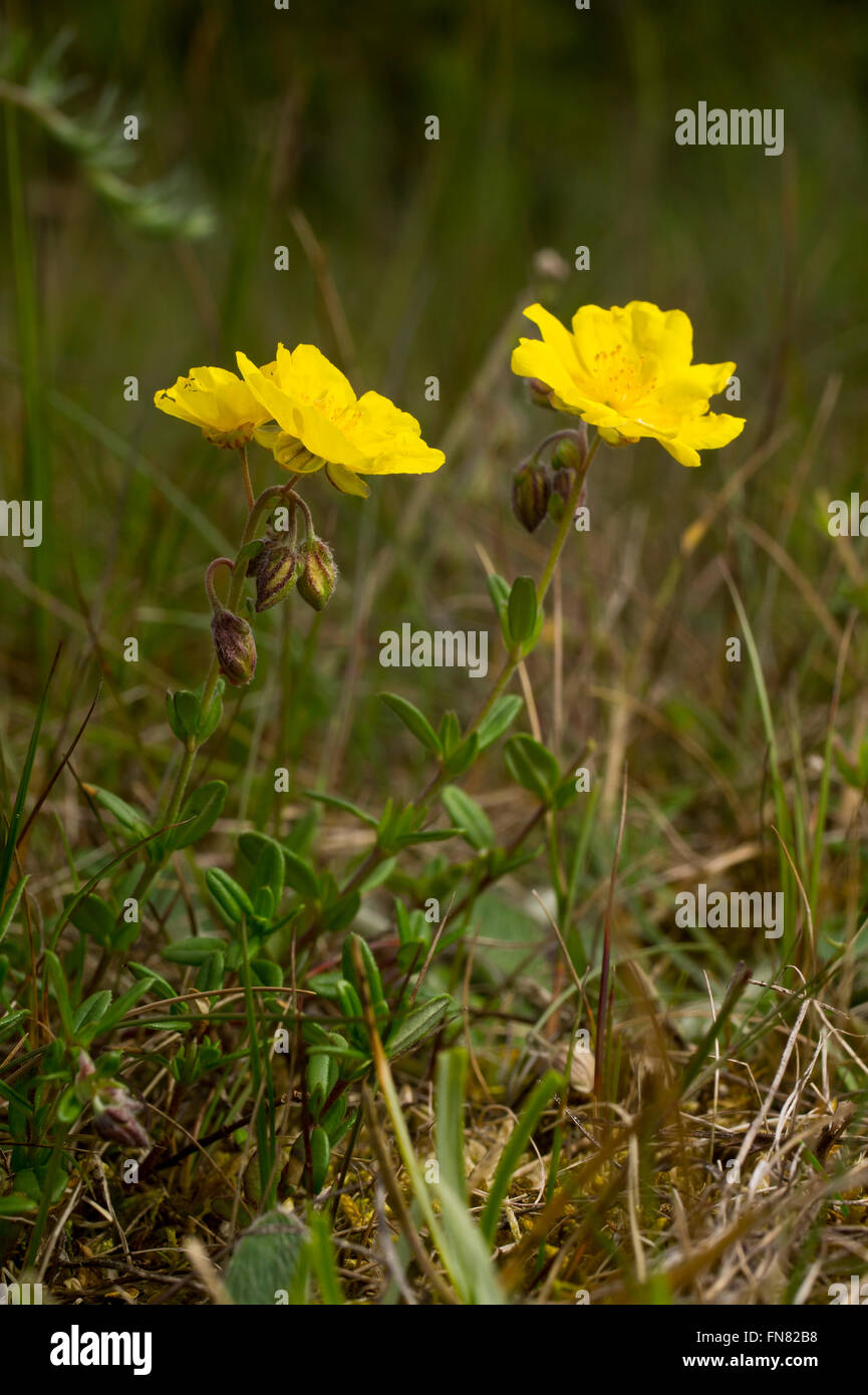 Rock-rose yellow flowers in the forest - Helianthemum nummularium Stock ...