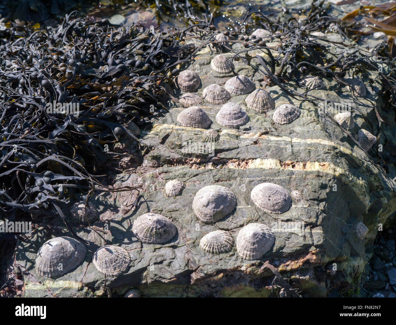 Limpets on a rock with dry bladderwrack, at low tide, Hannafore, Looe ...
