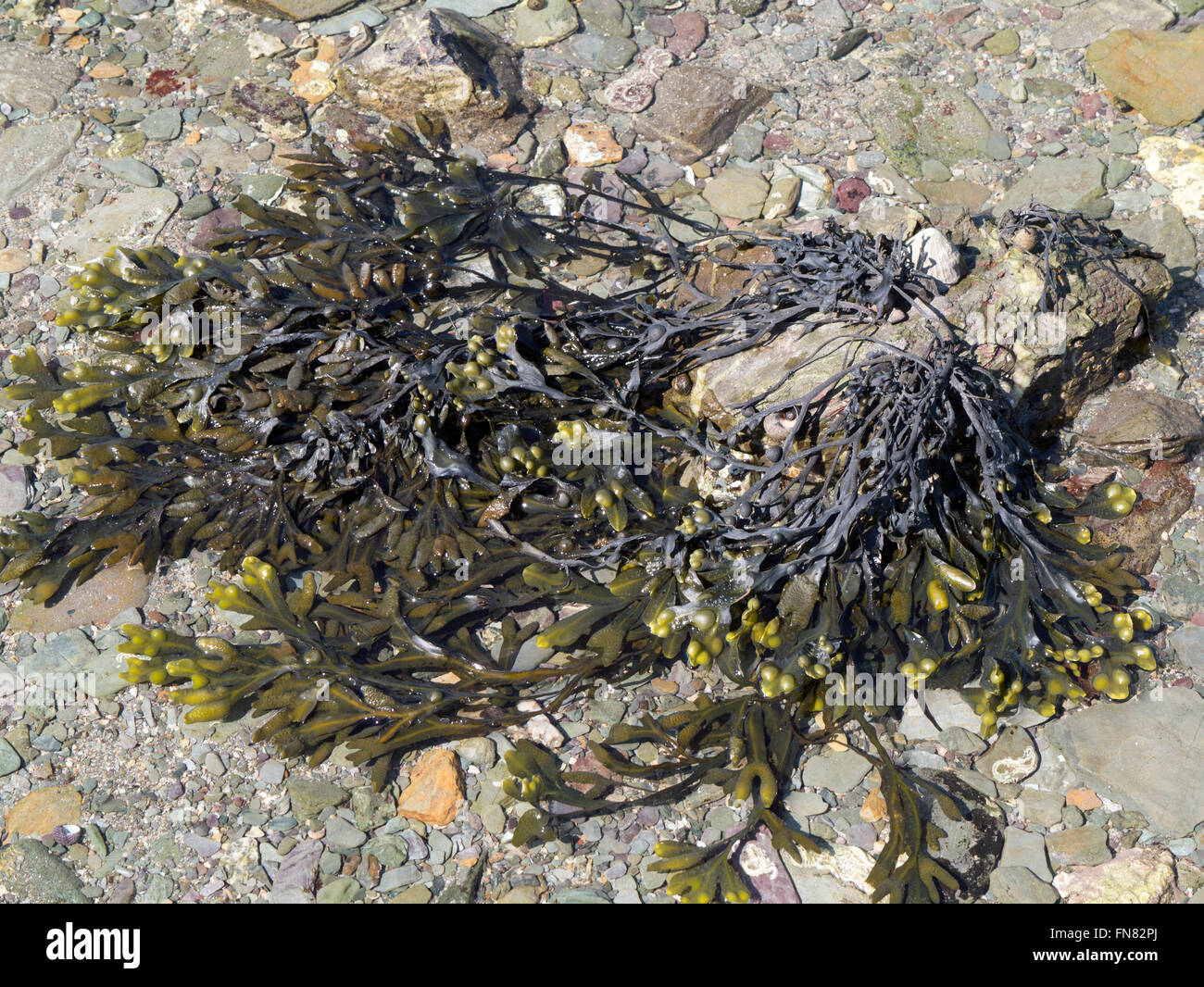 Bladderwrack (or bladder wrack) in shallow water at Hannafore, Looe ...