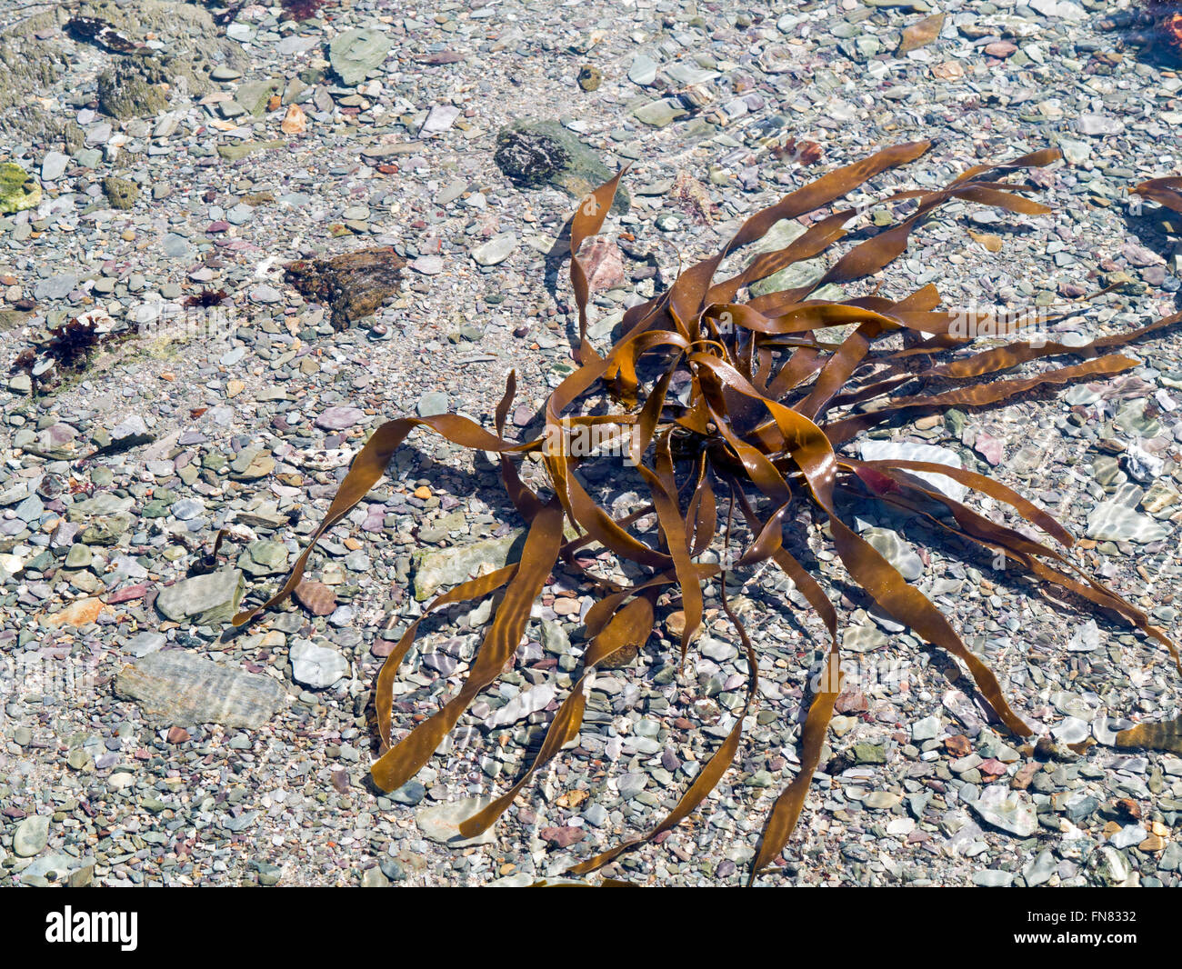 Seaweed in shallow water hi-res stock photography and images - Alamy