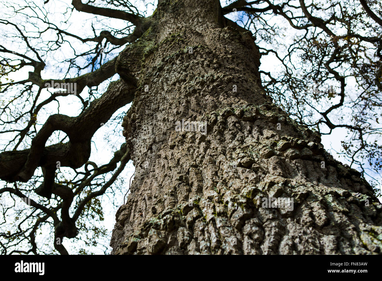 A huge old oak tree with knobbly, gnarled bark, leafless in the spring ...