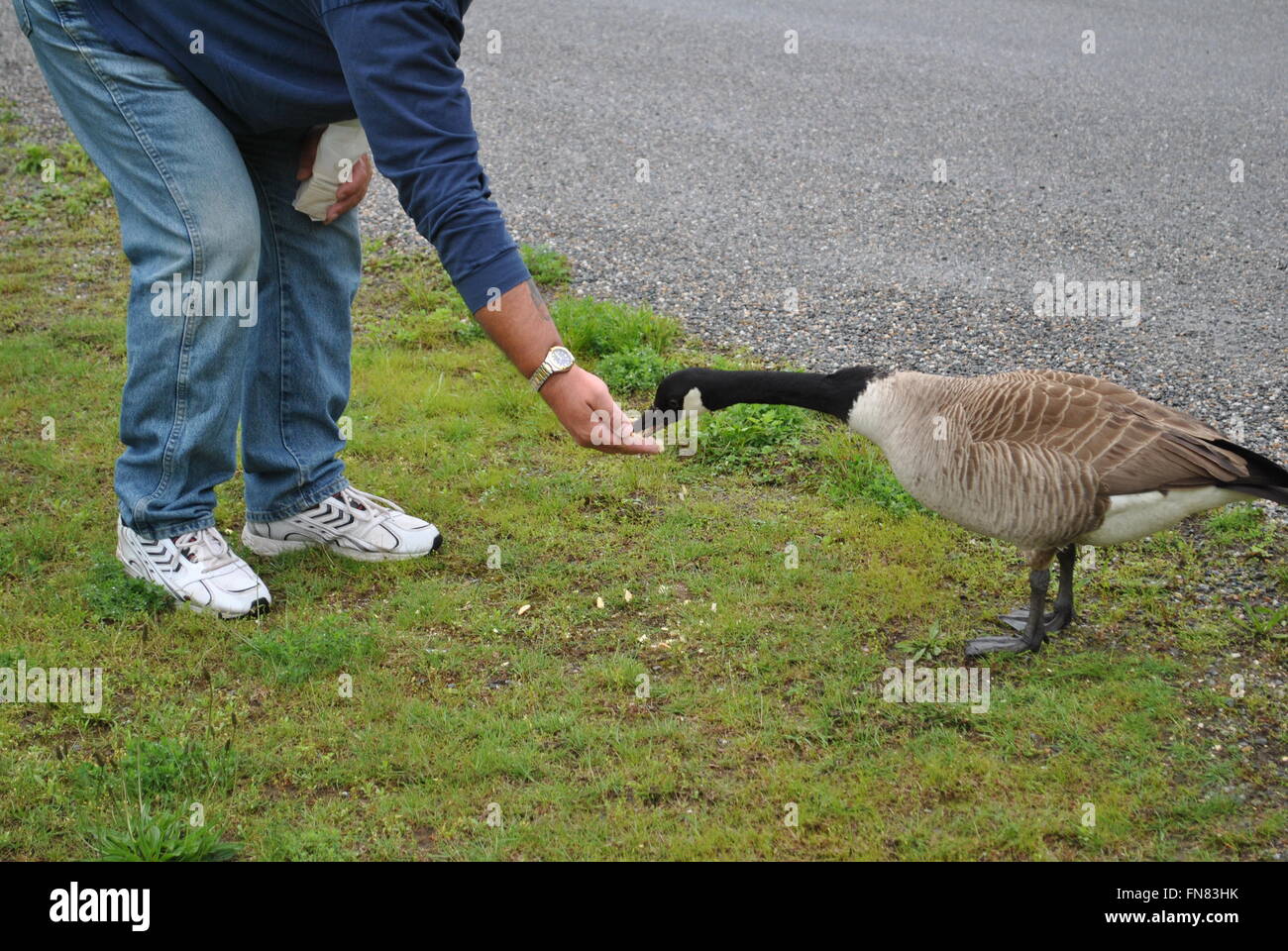 Feeding the fowls hi-res stock photography and images - Alamy