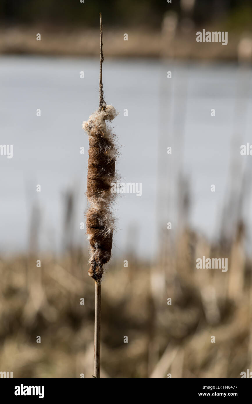 Fall cattail bulrush cattails hi-res stock photography and images - Alamy