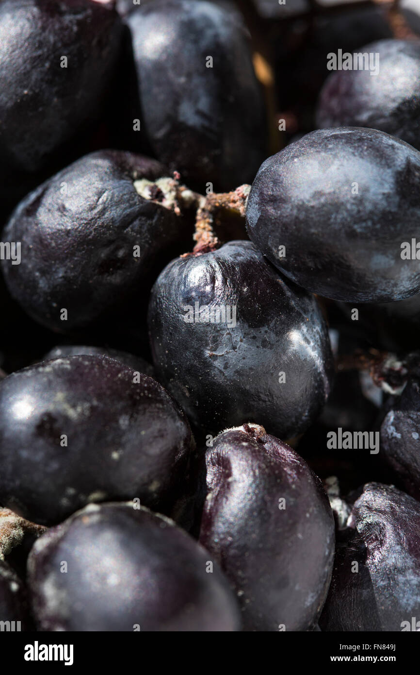 Mouldy grape hi-res stock photography and images - Alamy