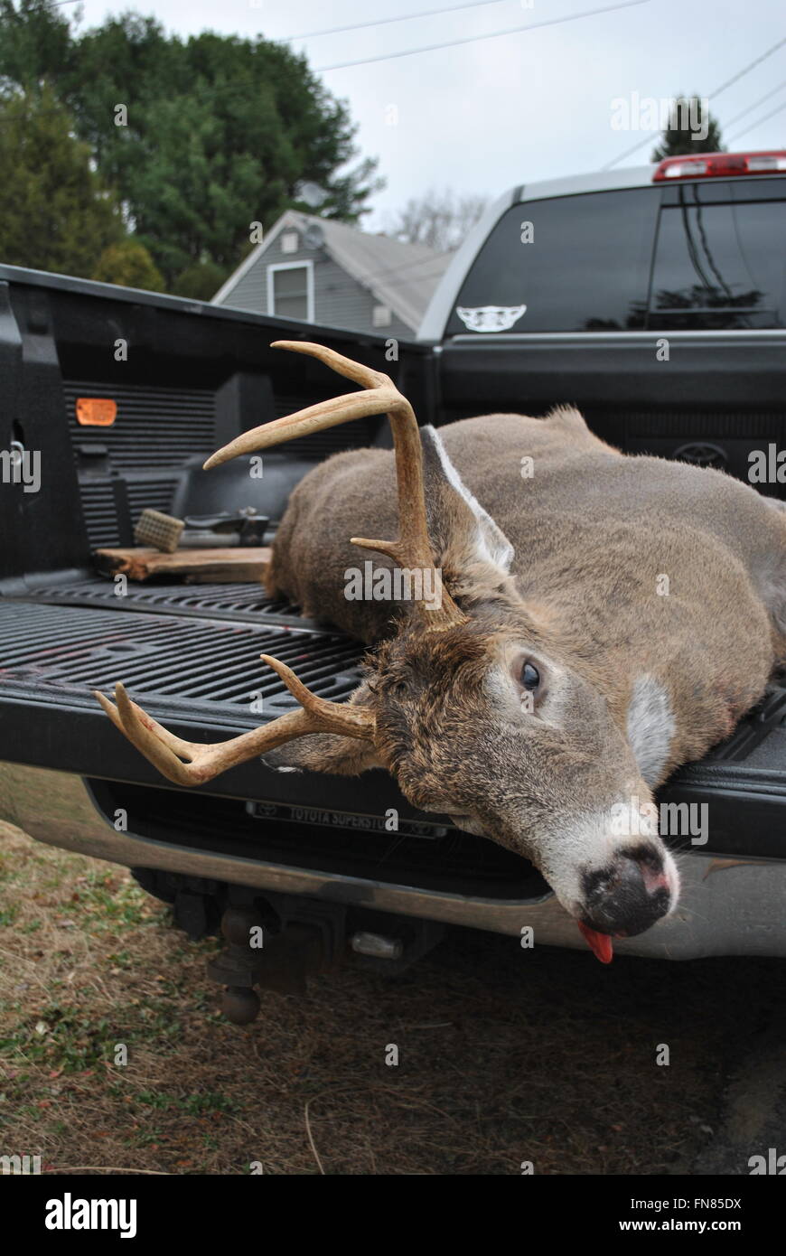 Fresh Dead Deer In Woods
