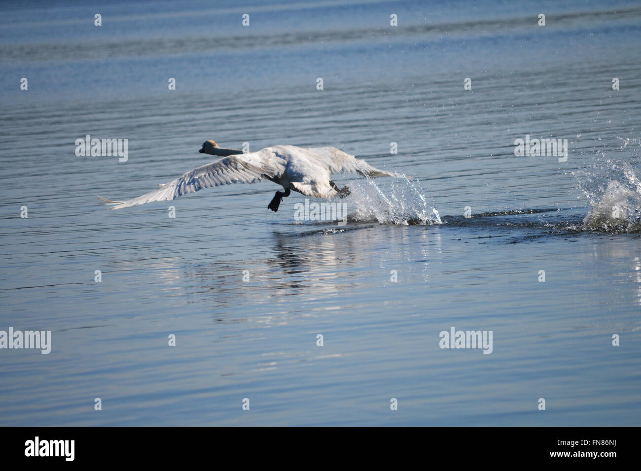 Swans taking off take off hi-res stock photography and images - Alamy