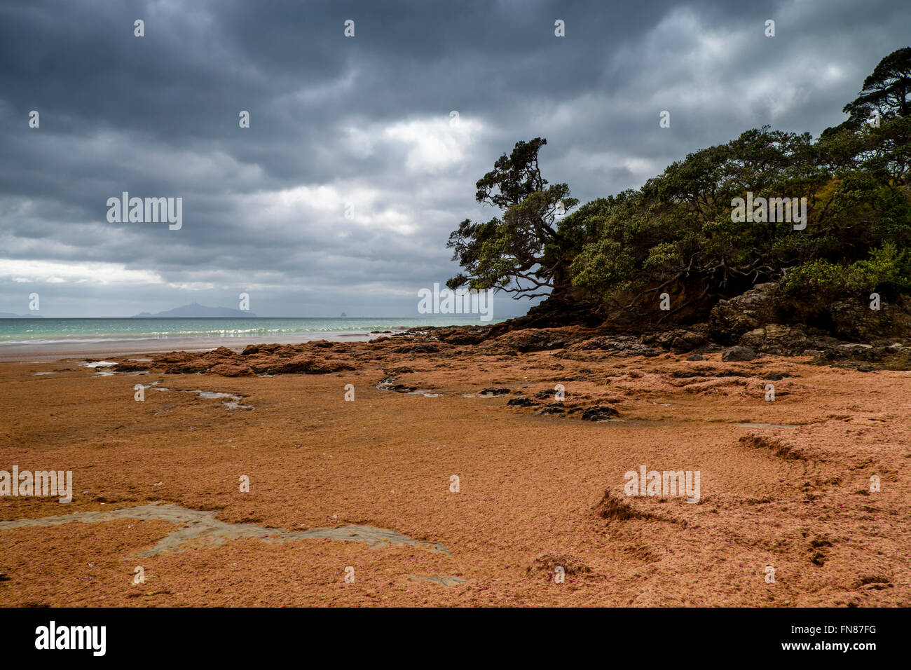 Red Algae Washed Up On The Beach, Waipu Cove, Waipu, Bream Bay ...