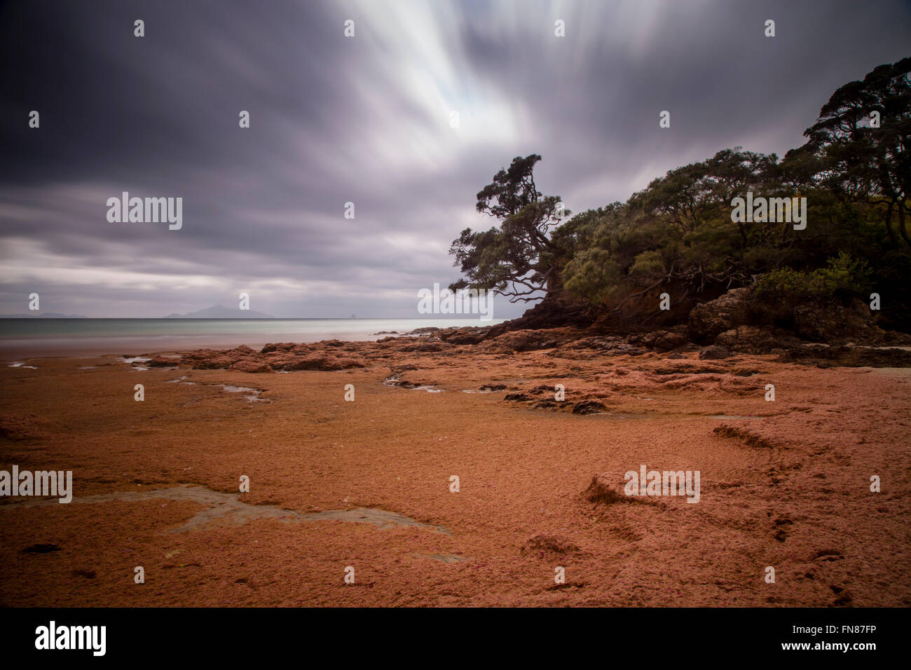 Red Algae Washed Up On The Beach, Waipu Cove, Waipu, Bream Bay ...
