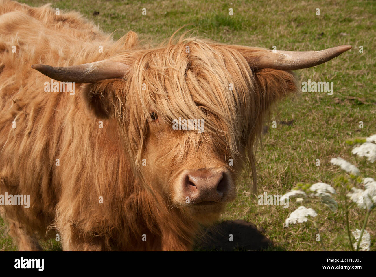 A hairy, red, Highland Cow with pointed horns in a field in Scotland ...