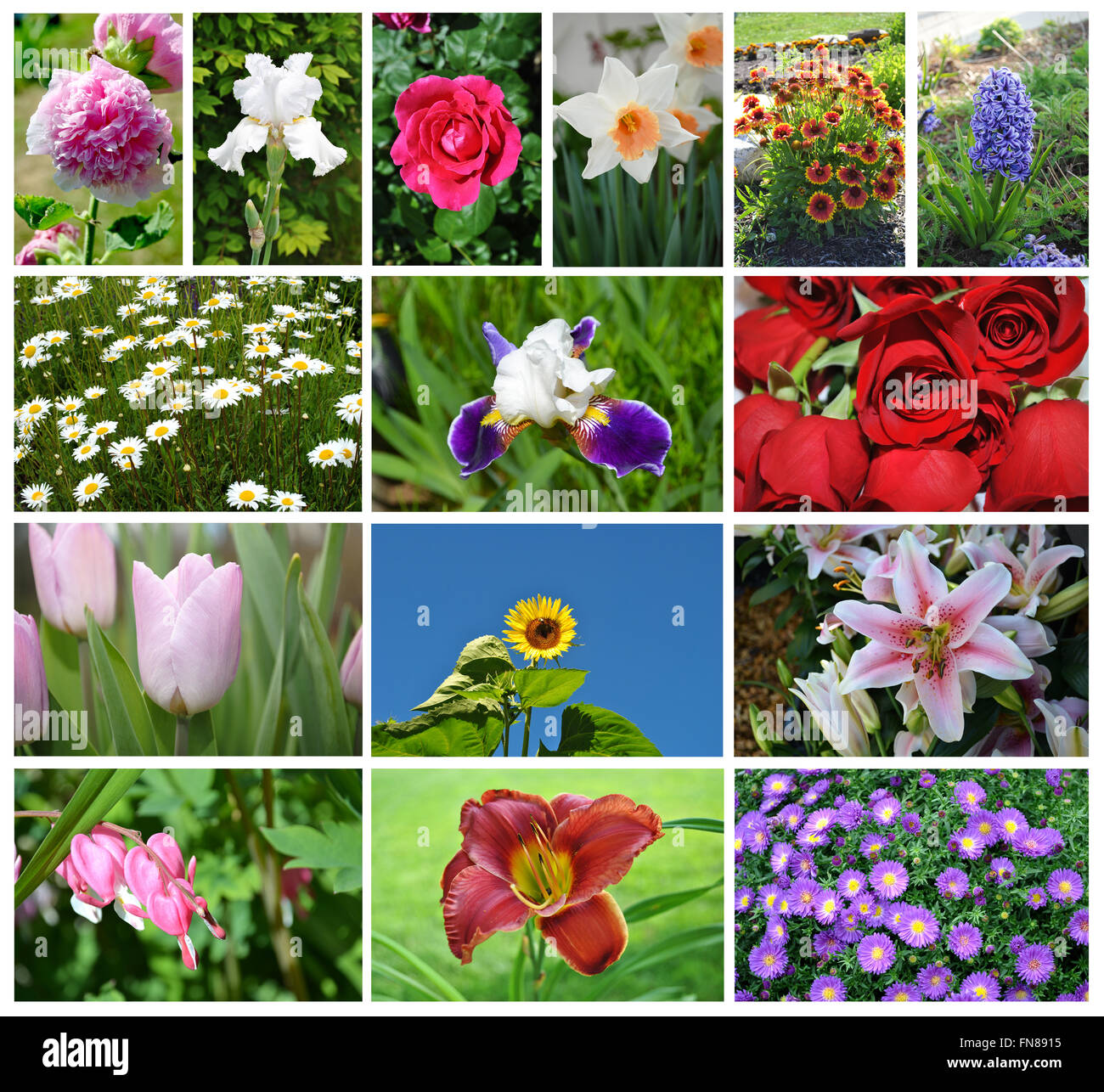 Collage of Flowers in the Garden Stock Photo - Alamy