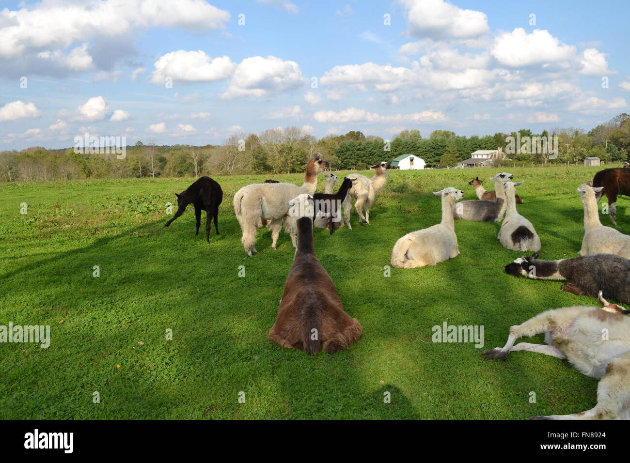 Raising alpacas hi-res stock photography and images - Alamy