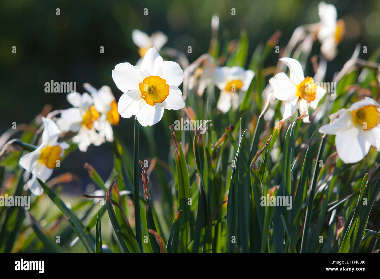 Rachael Oakden and family, husband Gareth, and sons Arthur (orange top ...