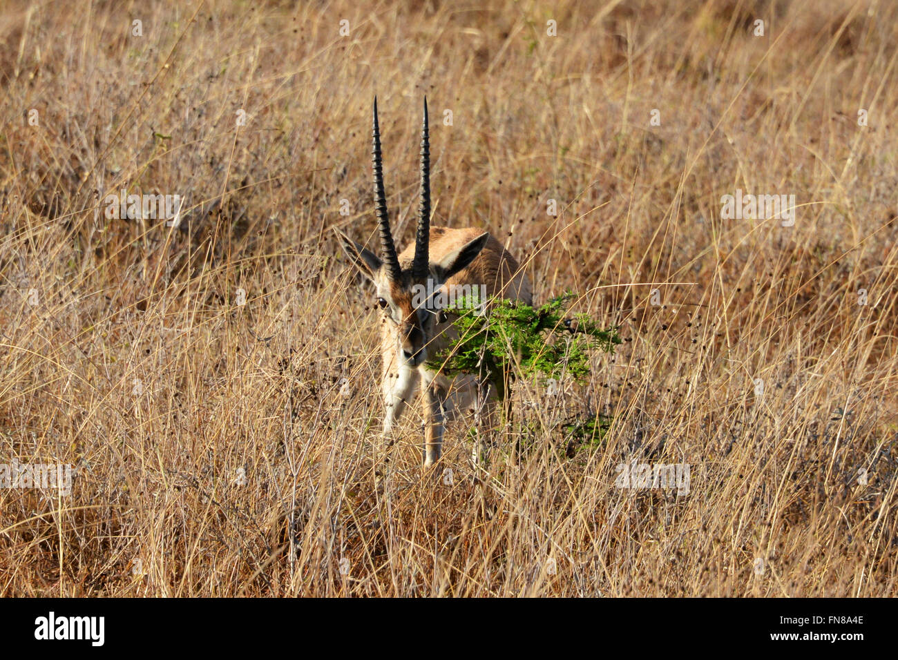 Thomsons gazelle on the african savanna hi-res stock photography and ...