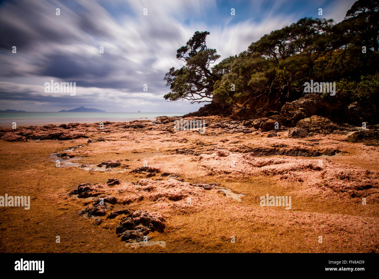 Red Algae Washed Up On The Beach, Waipu Cove, Waipu, Bream Bay ...