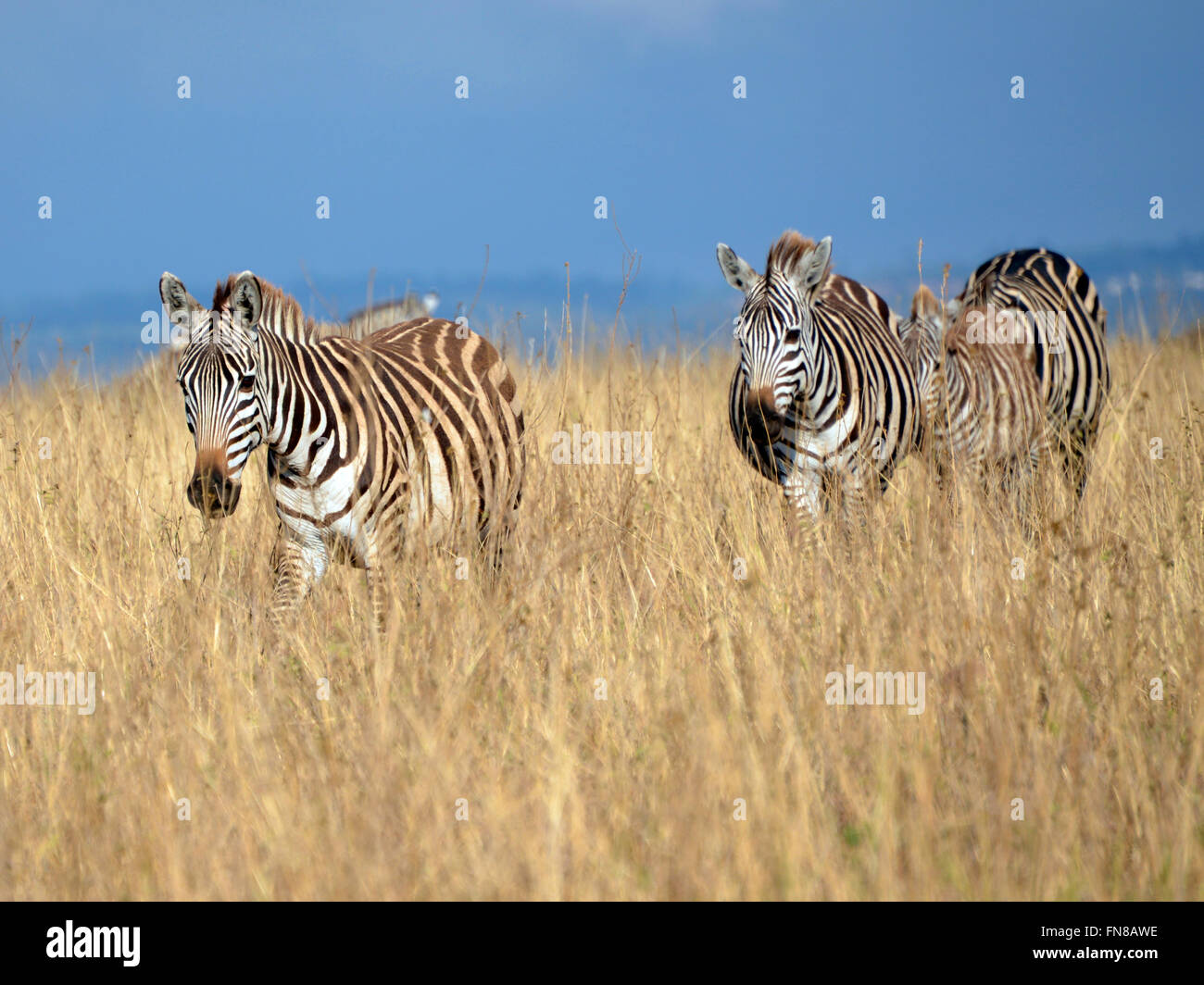 AFRICA: KENYA: Zebra in the heat of Nairobi National Park Stock Photo ...