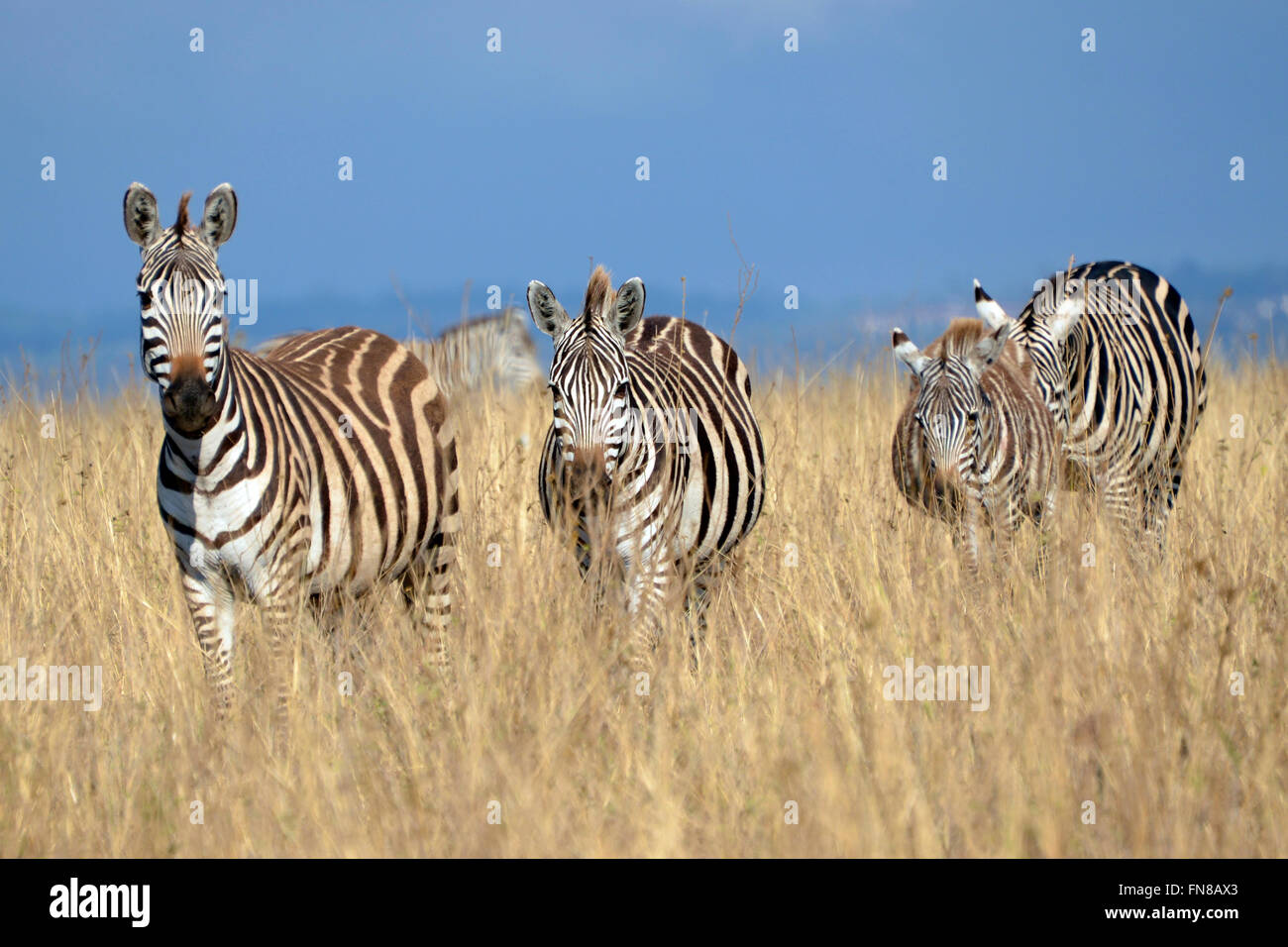 AFRICA: KENYA: Zebra in the heat of Nairobi National Park Stock Photo ...