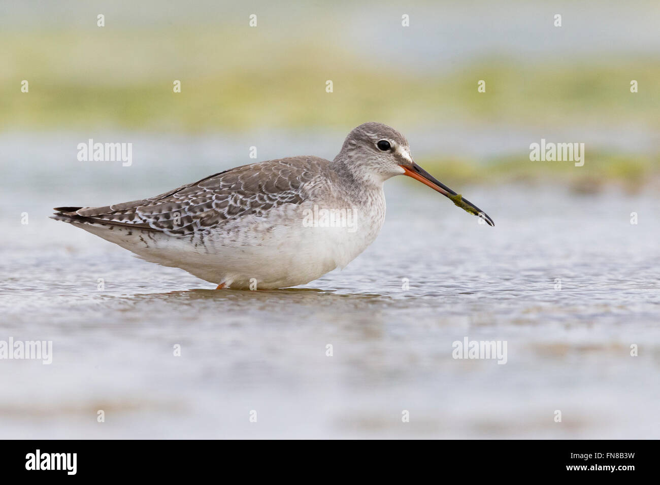 Spotted Redshank (Tringa erythropus), adult in winter plumage standing ...