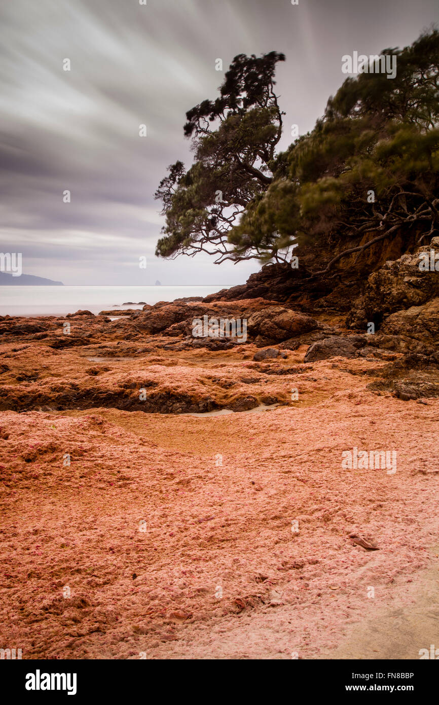Spyridia filamentosa hi-res stock photography and images - Alamy