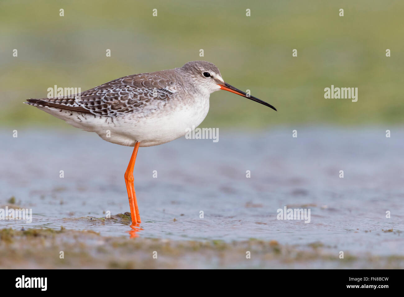 Spotted Redshank (Tringa erythropus), adult in winter plumage standing ...