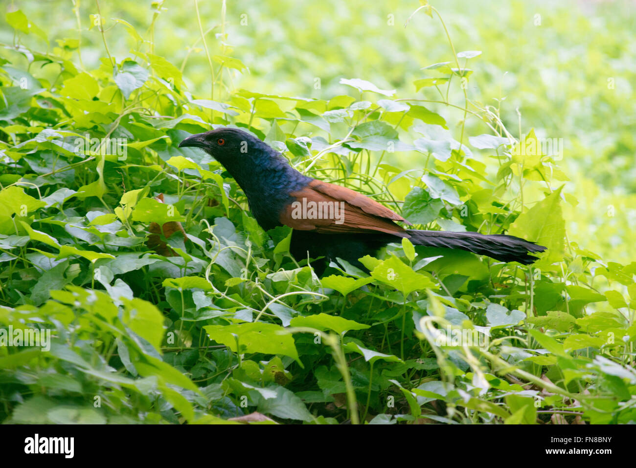 Greater coucal hi-res stock photography and images - Alamy