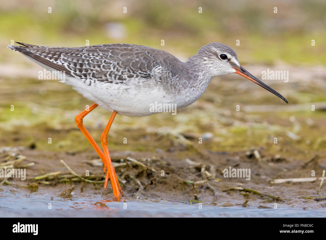 Redshank winter plumage hi-res stock photography and images - Alamy