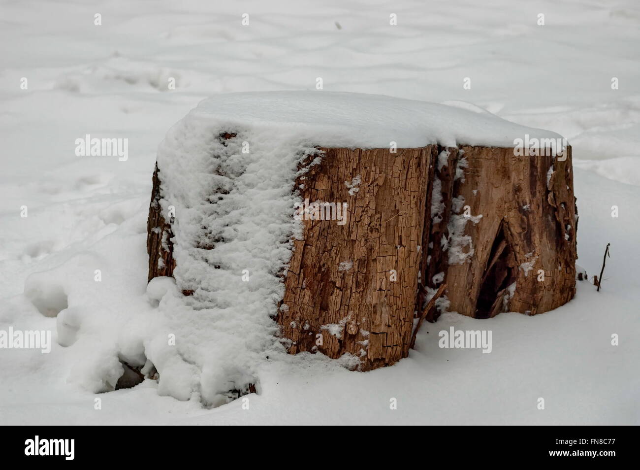 Beautiful winter image in park with fresh snow and rotten stump, Sofia ...
