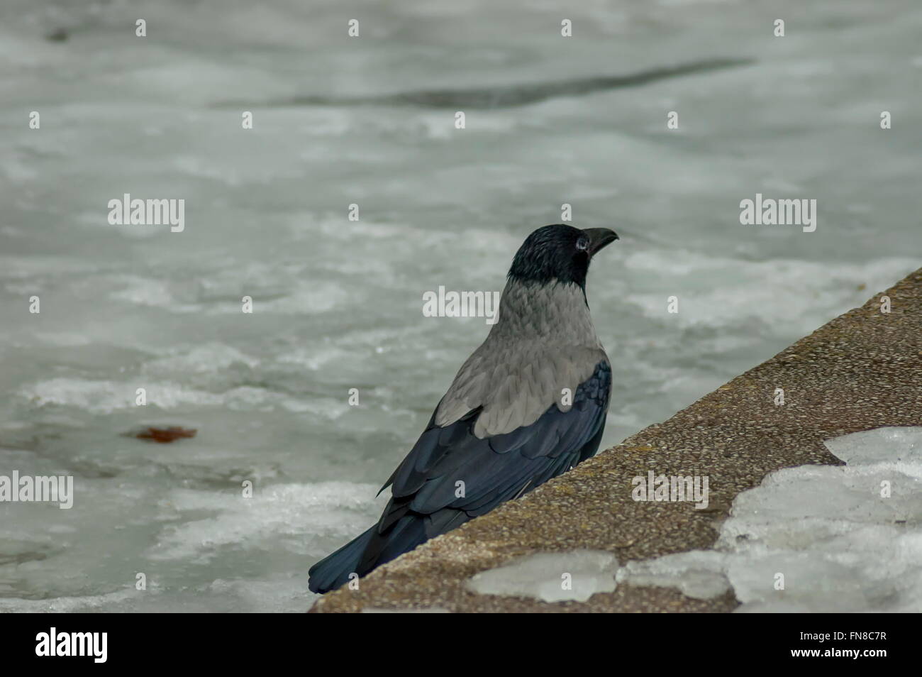 Crow rest on the frozen pond in winter, Sofia, Bulgaria Stock Photo - Alamy