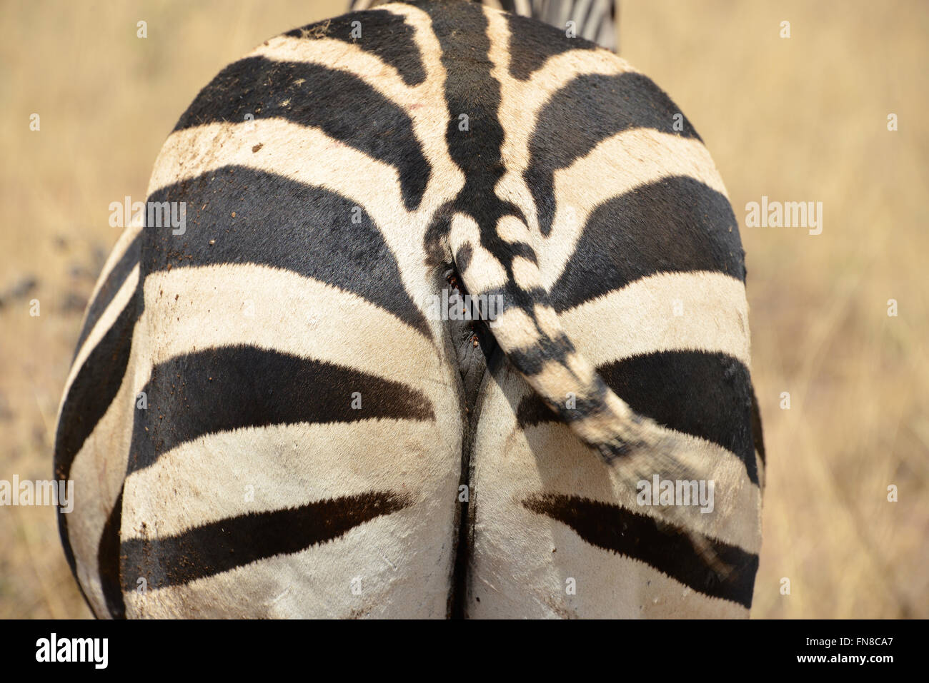 AFRICA: KENYA: The rear end of a Zebra on the shores of Lake Naivasha ...