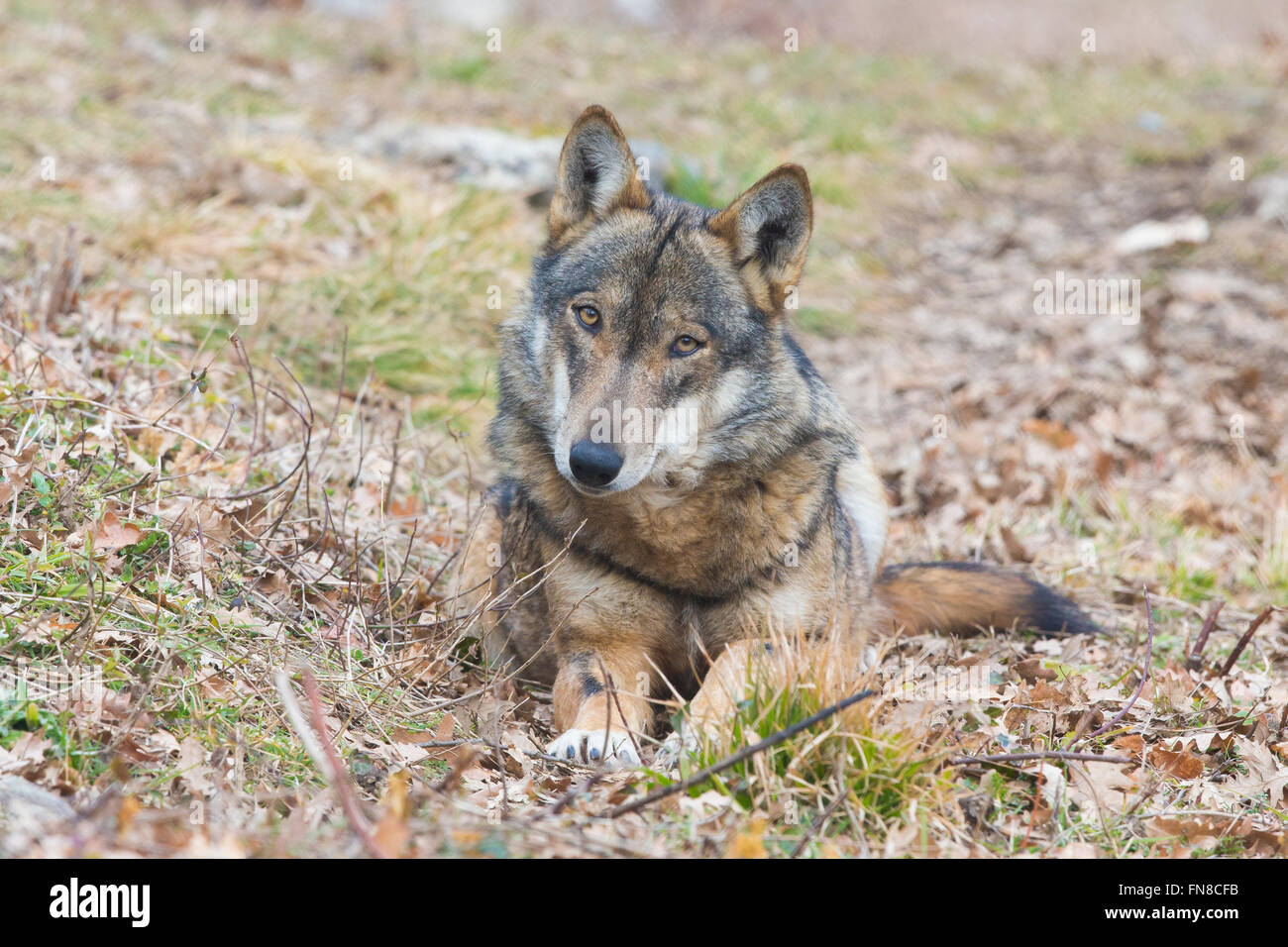 Italian Wolf (Canis lupus italicus), captive animal resting on the ...