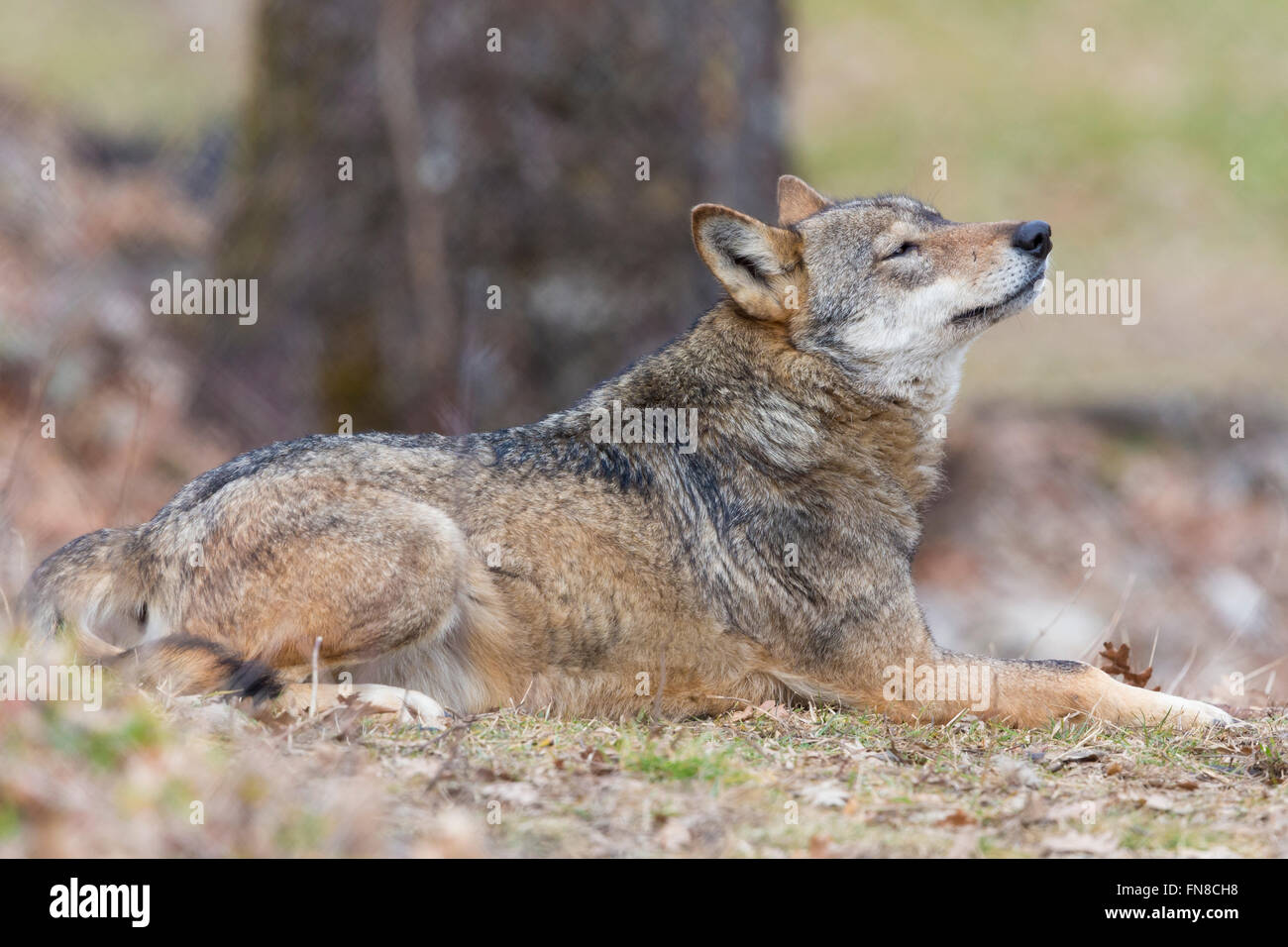 Italian Wolf (Canis lupus italicus), captive animal resting on the ...