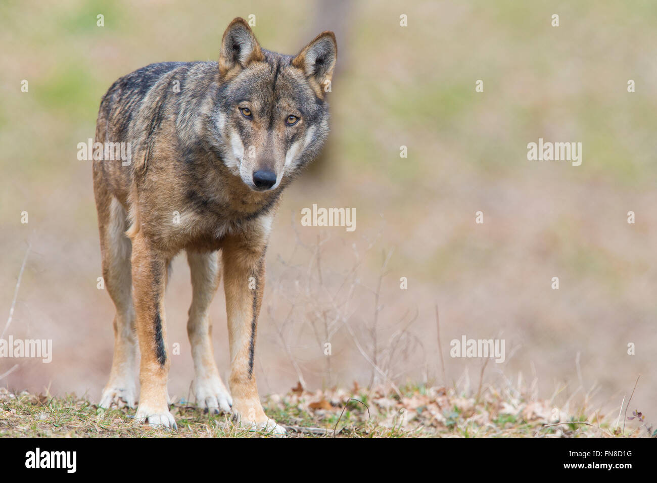 Italian wolves canis lupus italicus hi-res stock photography and images ...