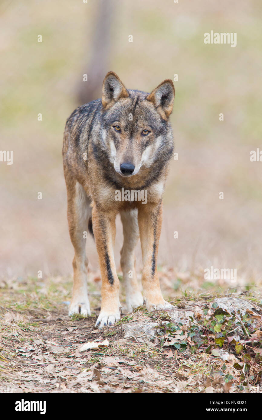 Italian Wolf (Canis lupus italicus), captive animal standing on the ...