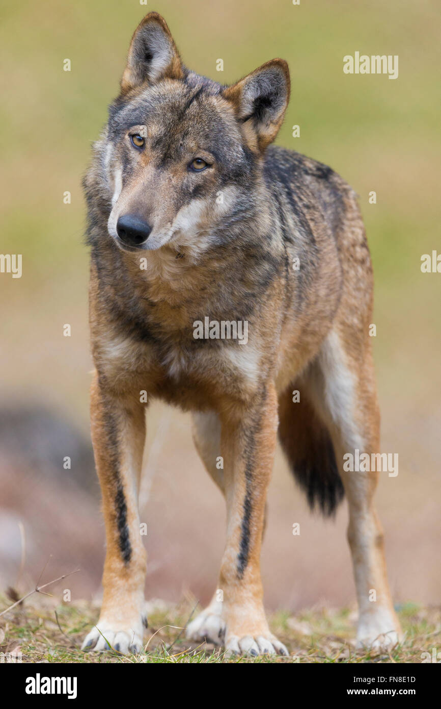Italian wolves canis lupus italicus hi-res stock photography and images ...