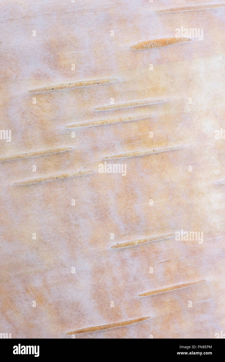 Natural wood background texture. Pink birch bark pattern Stock Photo ...