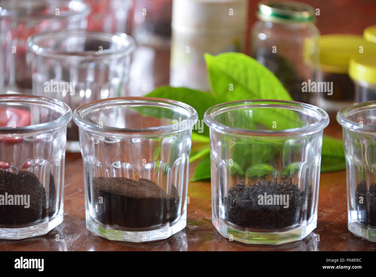 Africa: Kenya: Stages of tea manufacturing, and leaves, at a tea ...