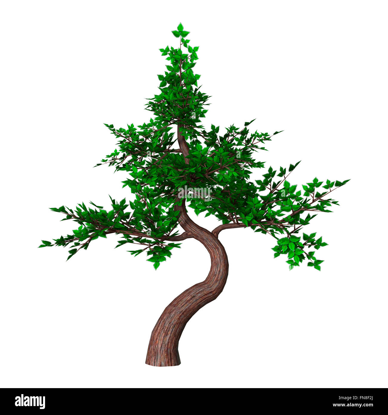 Digital render of a green bonsai tree isolated on white background ...