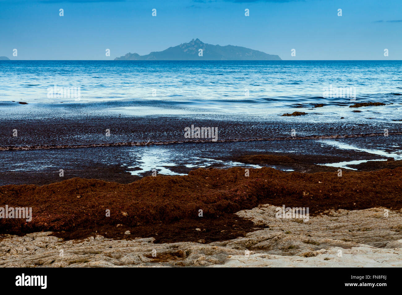 Red Algae Washed Up On The Beach, Waipu Cove, Waipu, Bream Bay ...