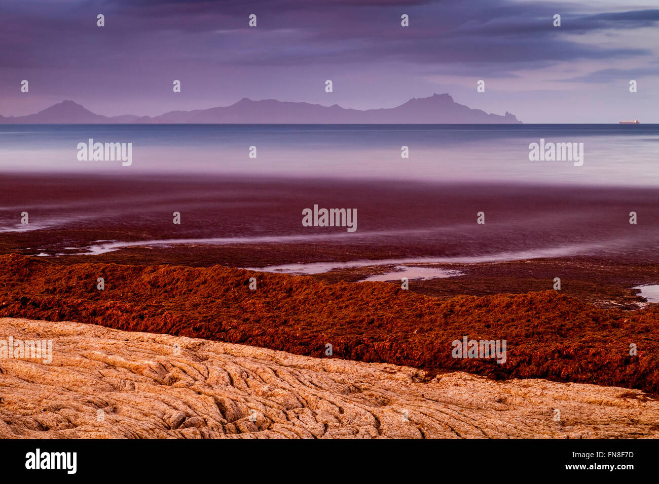 Sand Covered Red Algae Washed Up On The Beach, Waipu Cove, Waipu, Bream ...